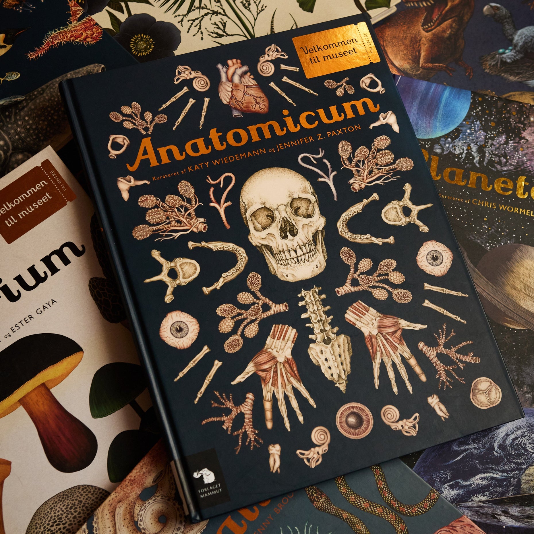 Anatomicum – Mammut